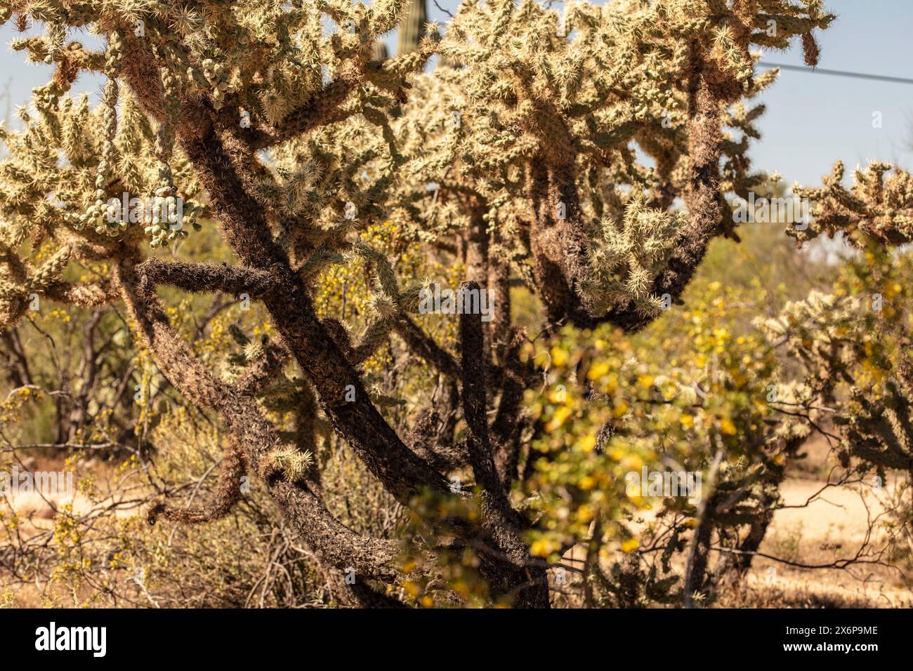 Natural close up flowering plant portrait of Smooth chain-fruit Cholla ...