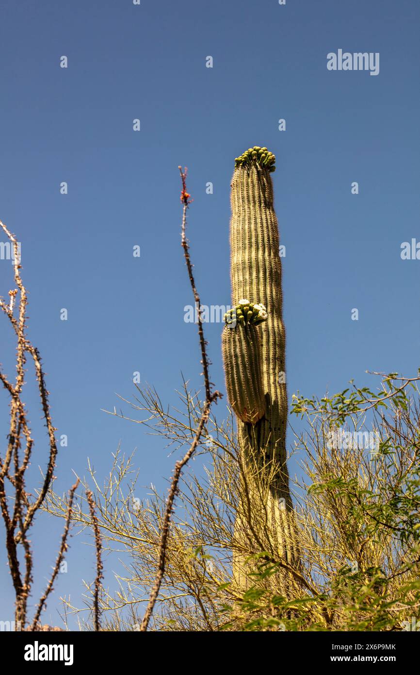 Majestic Saguaro, Saˈɣwaɾo, Carnegiea Gigantea, standing in glorious ...