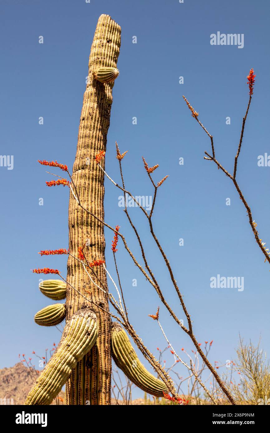 Majestic Saguaro, Saˈɣwaɾo, Carnegiea Gigantea, standing in glorious ...