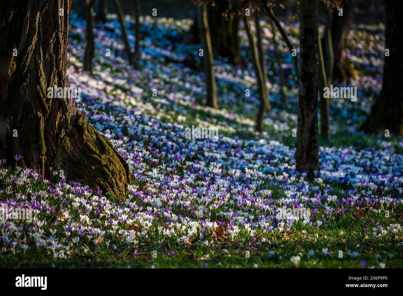 The arrival of spring. Crocus flowers in the forest. explosion of ...