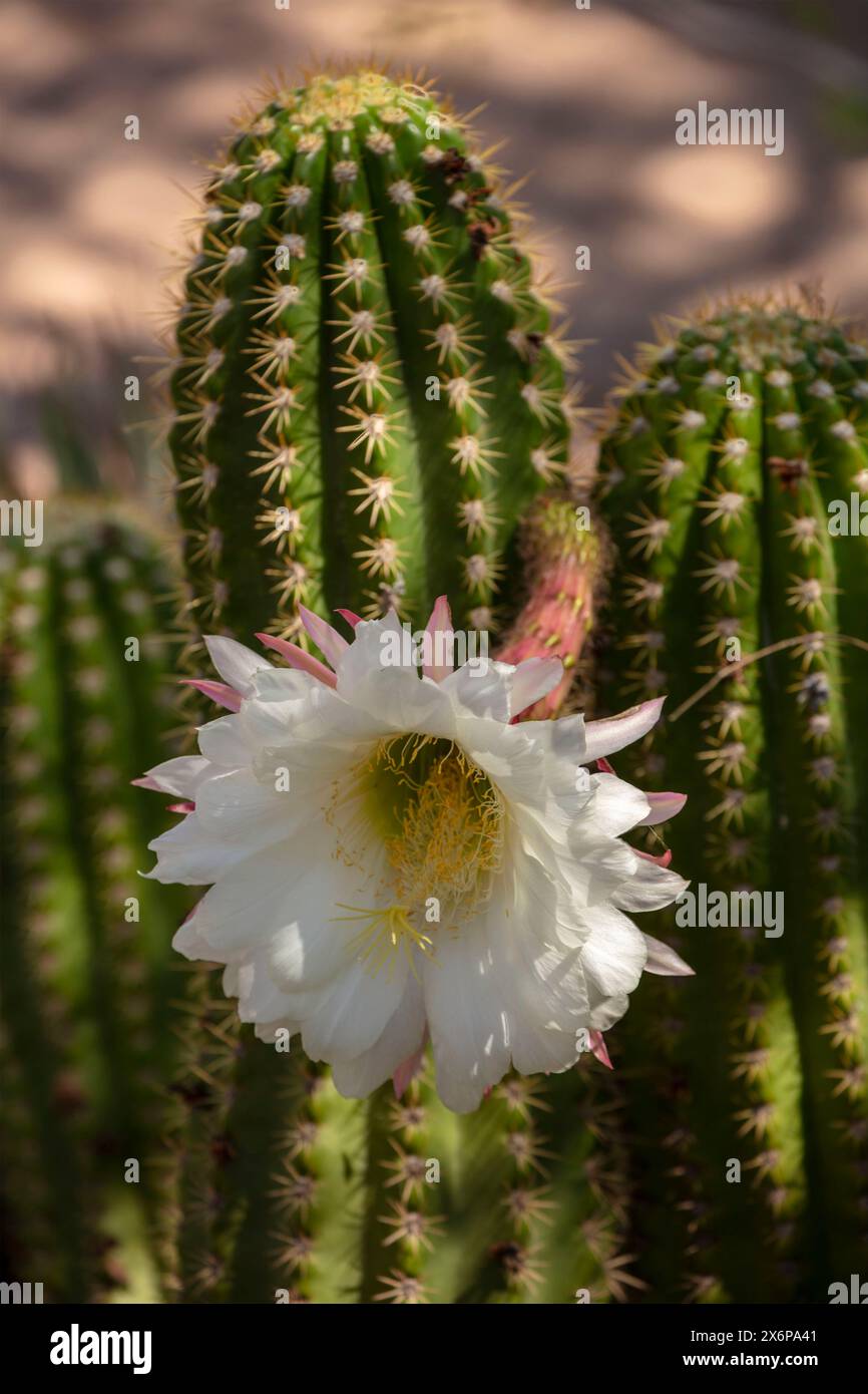 Natural close up flowering plant portrait of the stunningEchinopsis ...