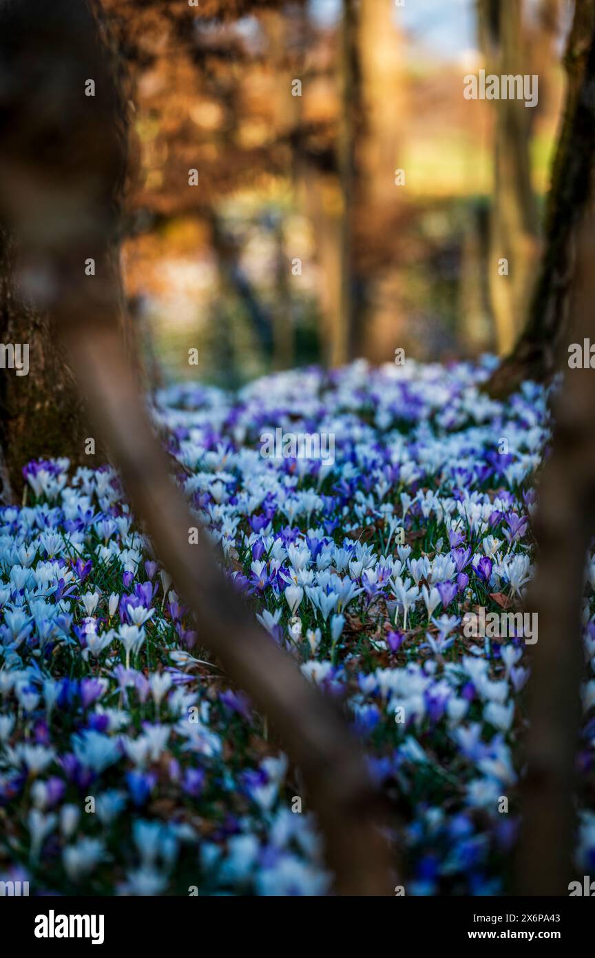 The arrival of spring. Crocus flowers in the forest. explosion of ...
