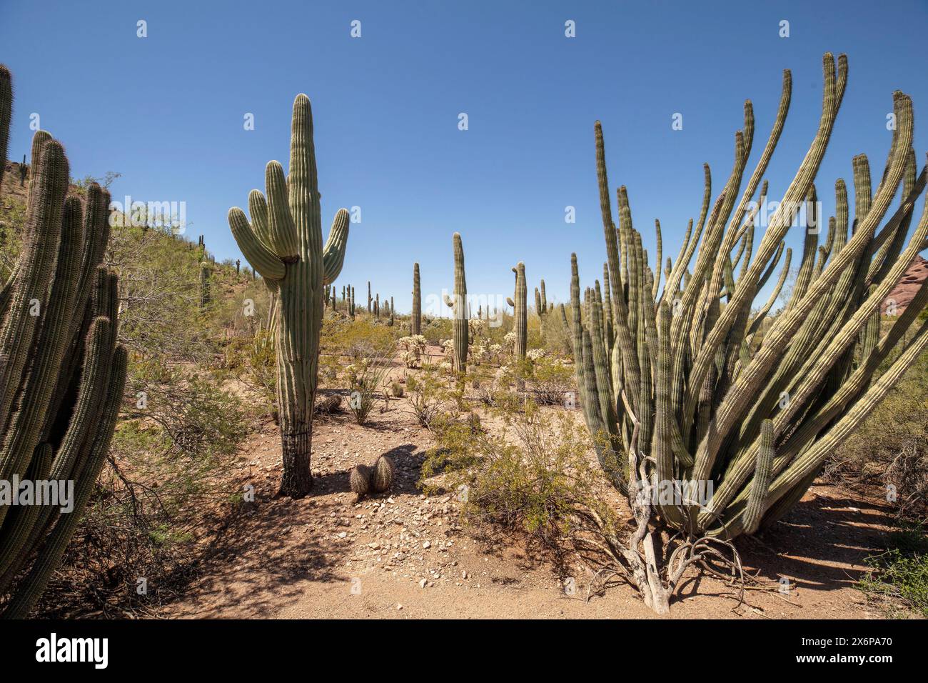 Majestic Saguaro, Saˈɣwaɾo, Carnegiea Gigantea, standing in glorious ...