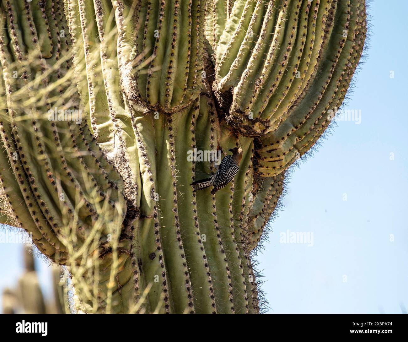 Majestic Saguaro, Saˈɣwaɾo, Carnegiea Gigantea, standing in glorious ...