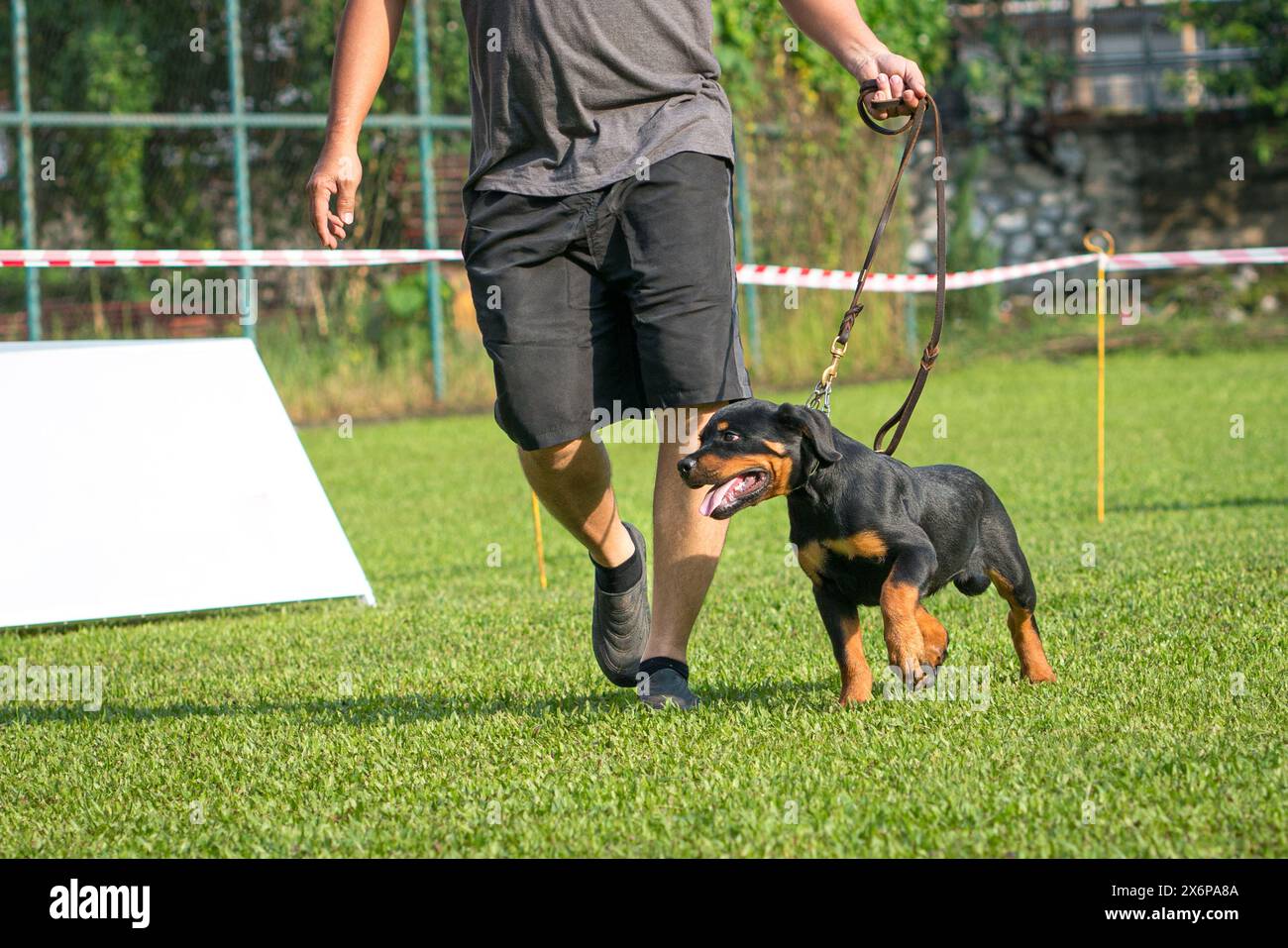 Running rottweiler puppy hi-res stock photography and images - Alamy