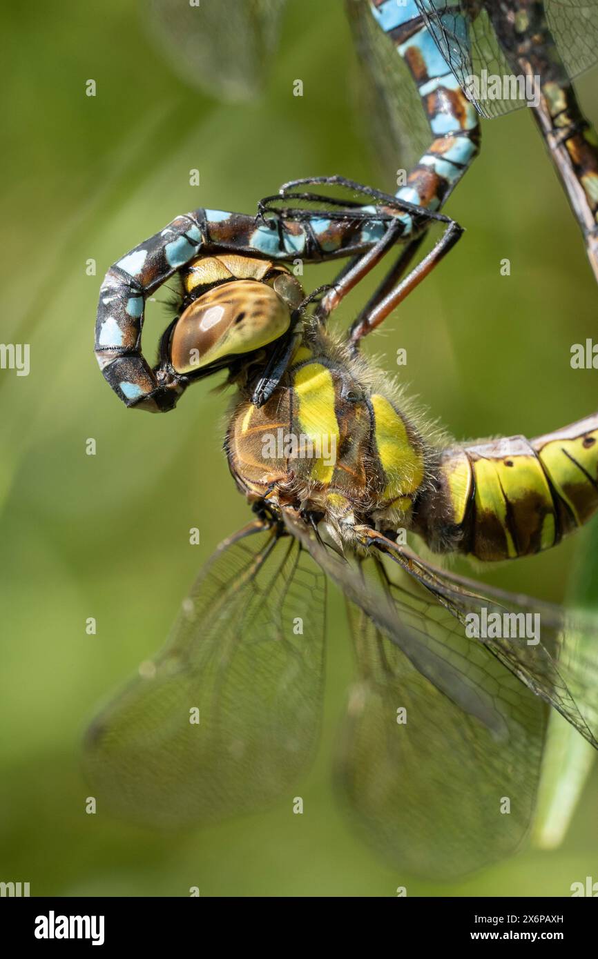A Migrant Hawker Dragonfly mating Stock Photo - Alamy