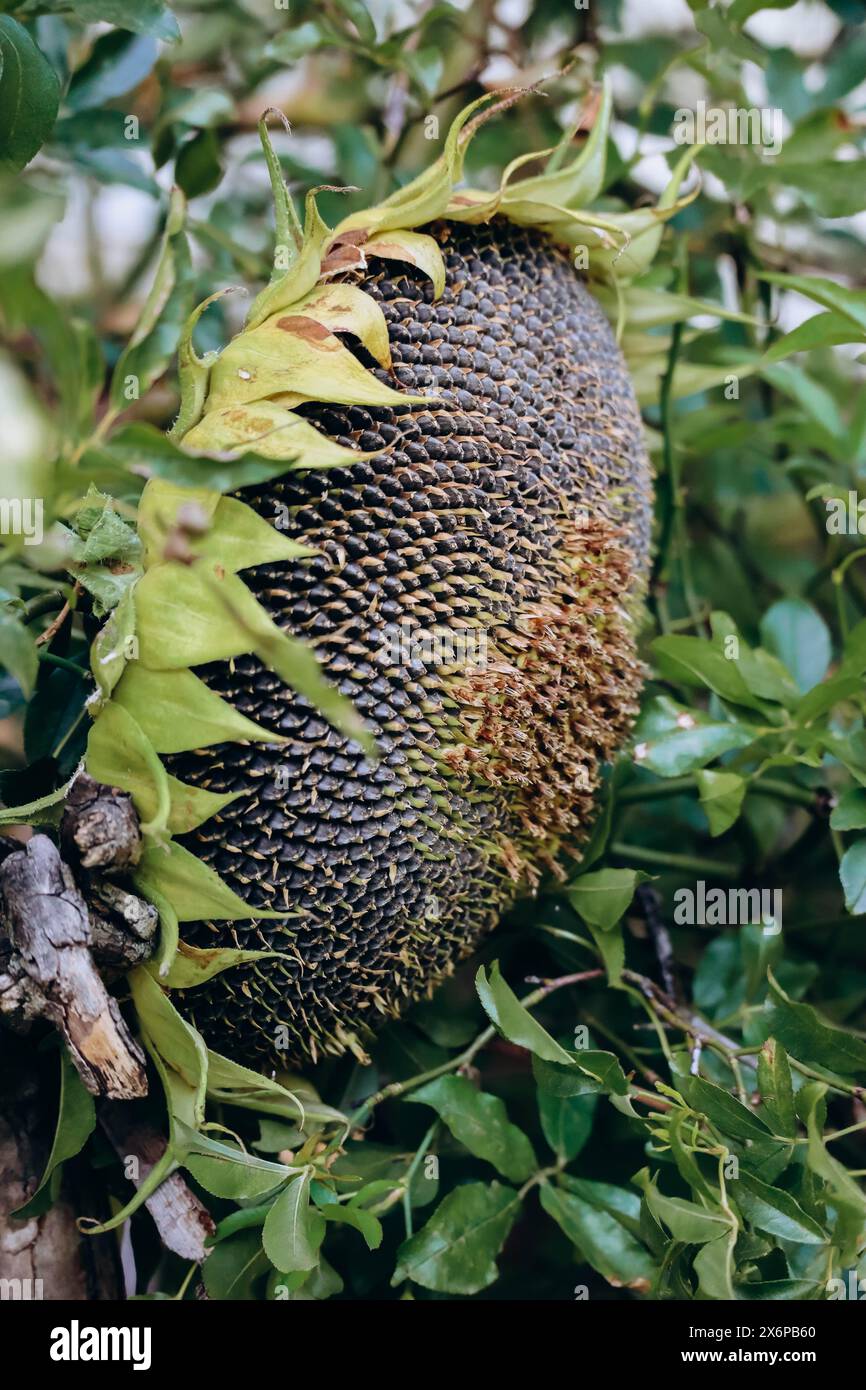 Old huge sunflower on a farm in northern Italy Stock Photo - Alamy