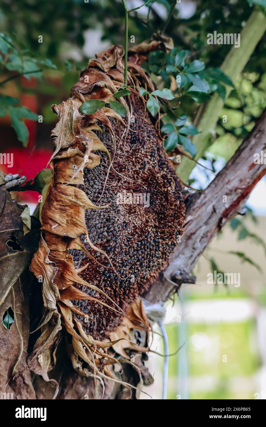 Rotten sunflower hi-res stock photography and images - Alamy