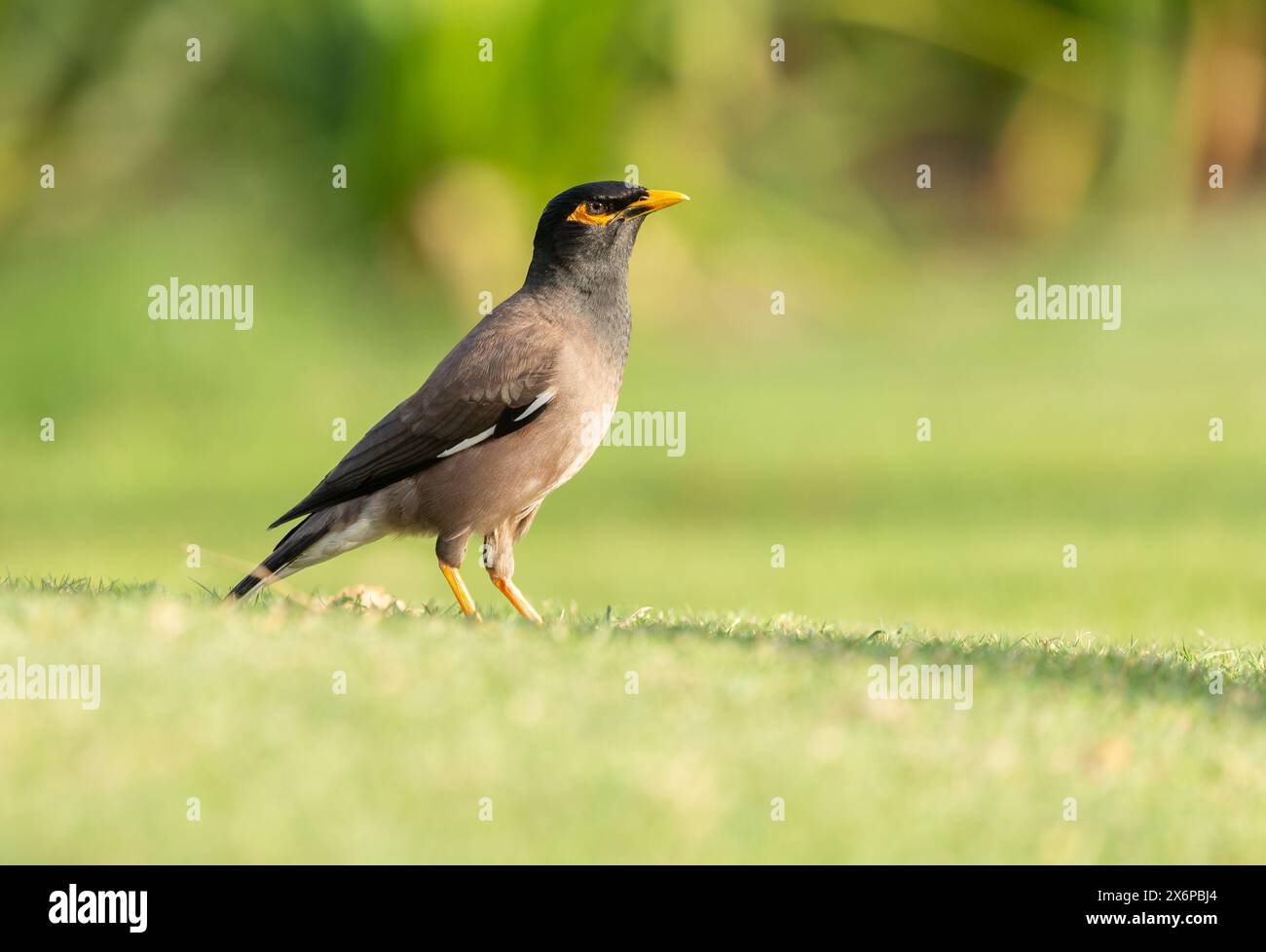 Close up of a common myna bird walking on green grass in a park ...