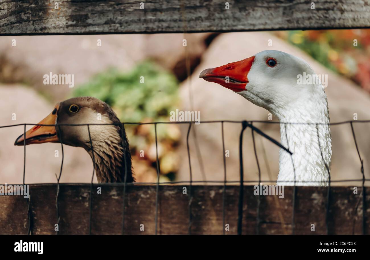 Geese on a farm in northern Italy Stock Photo - Alamy