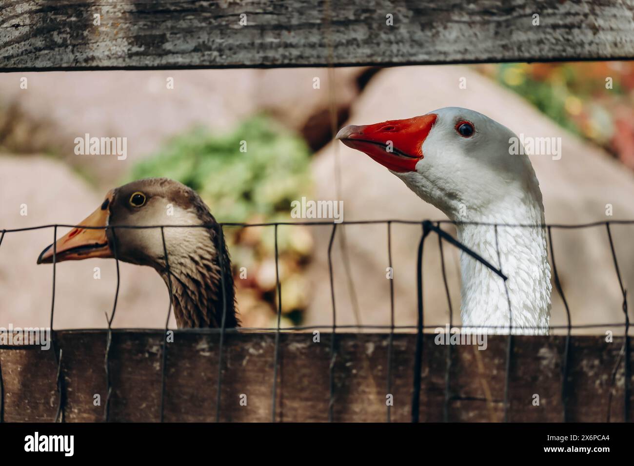 Geese on a farm in northern Italy Stock Photo - Alamy