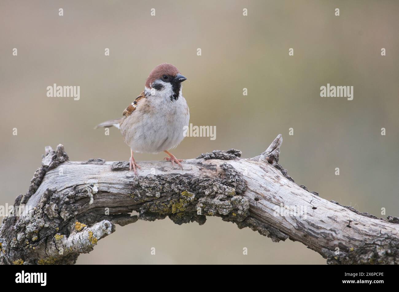 Tree sparrow (Passer montanus Stock Photo - Alamy