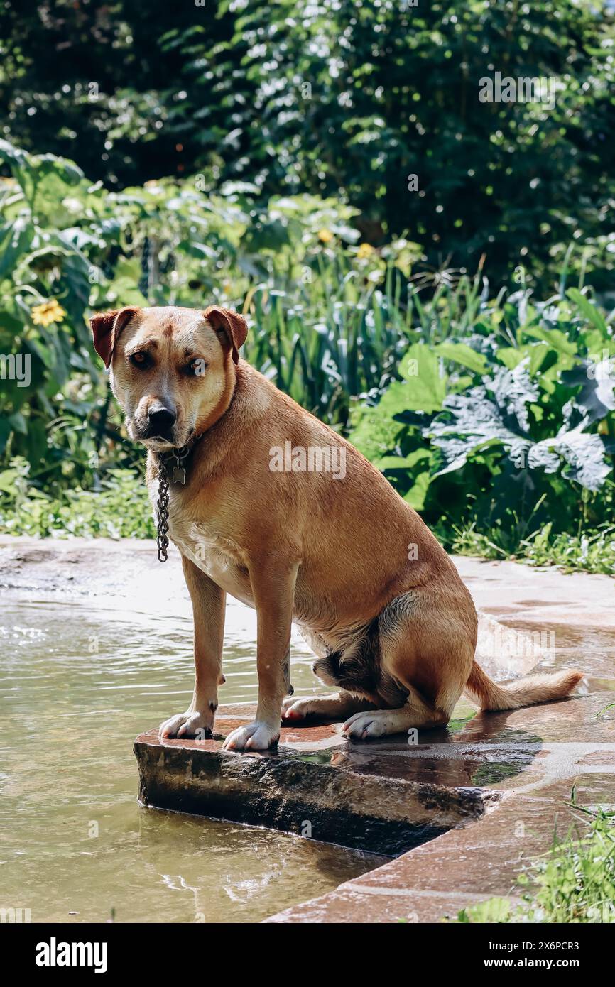 A dog on a farm after swimming in a small pool in the heat Stock Photo ...