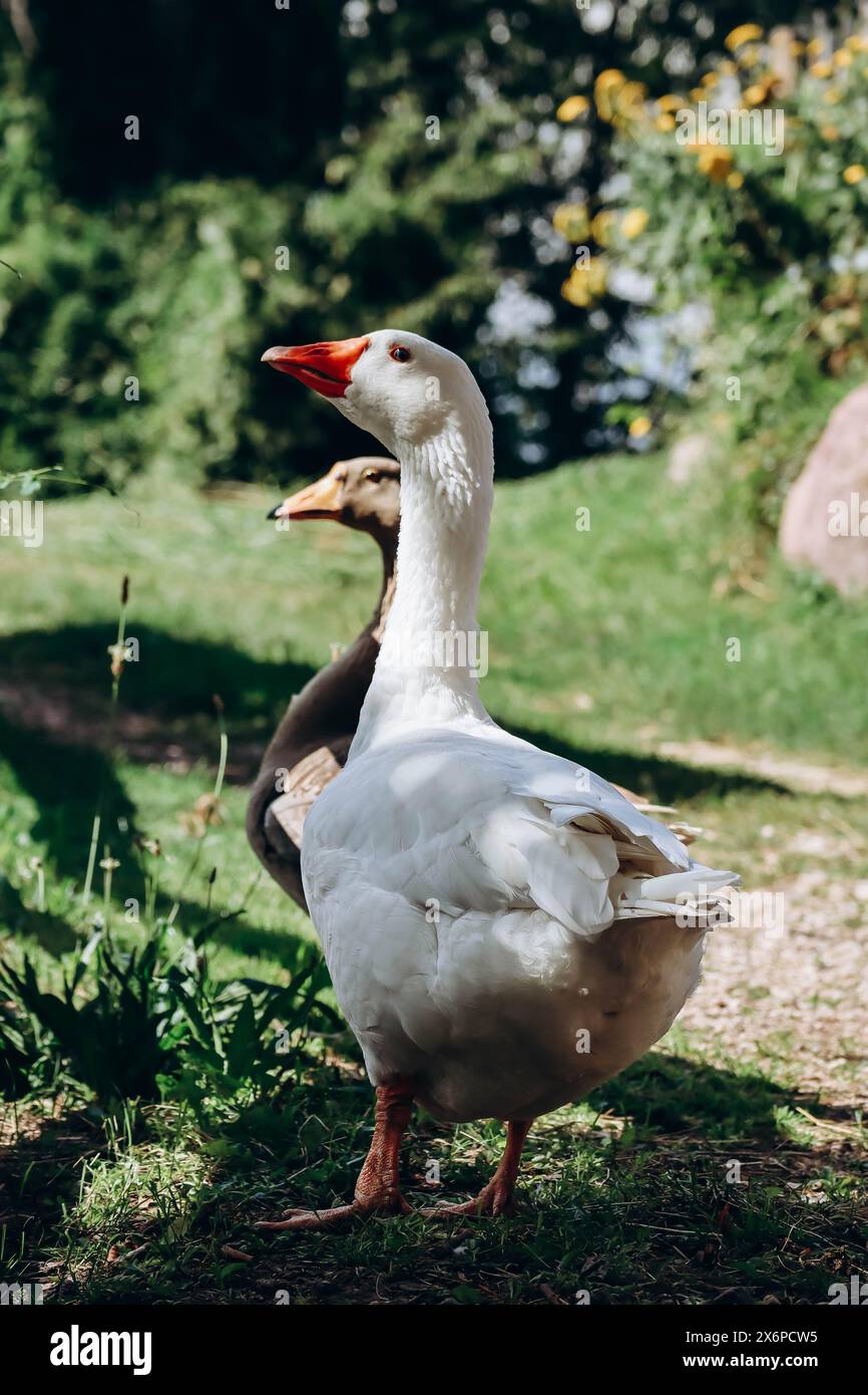 Geese on a farm in northern Italy Stock Photo - Alamy