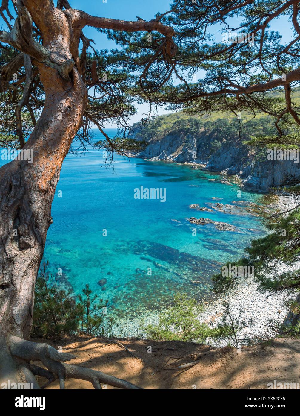 Tranquil cove on a sunny day in a coastal forest, midday Stock Photo ...