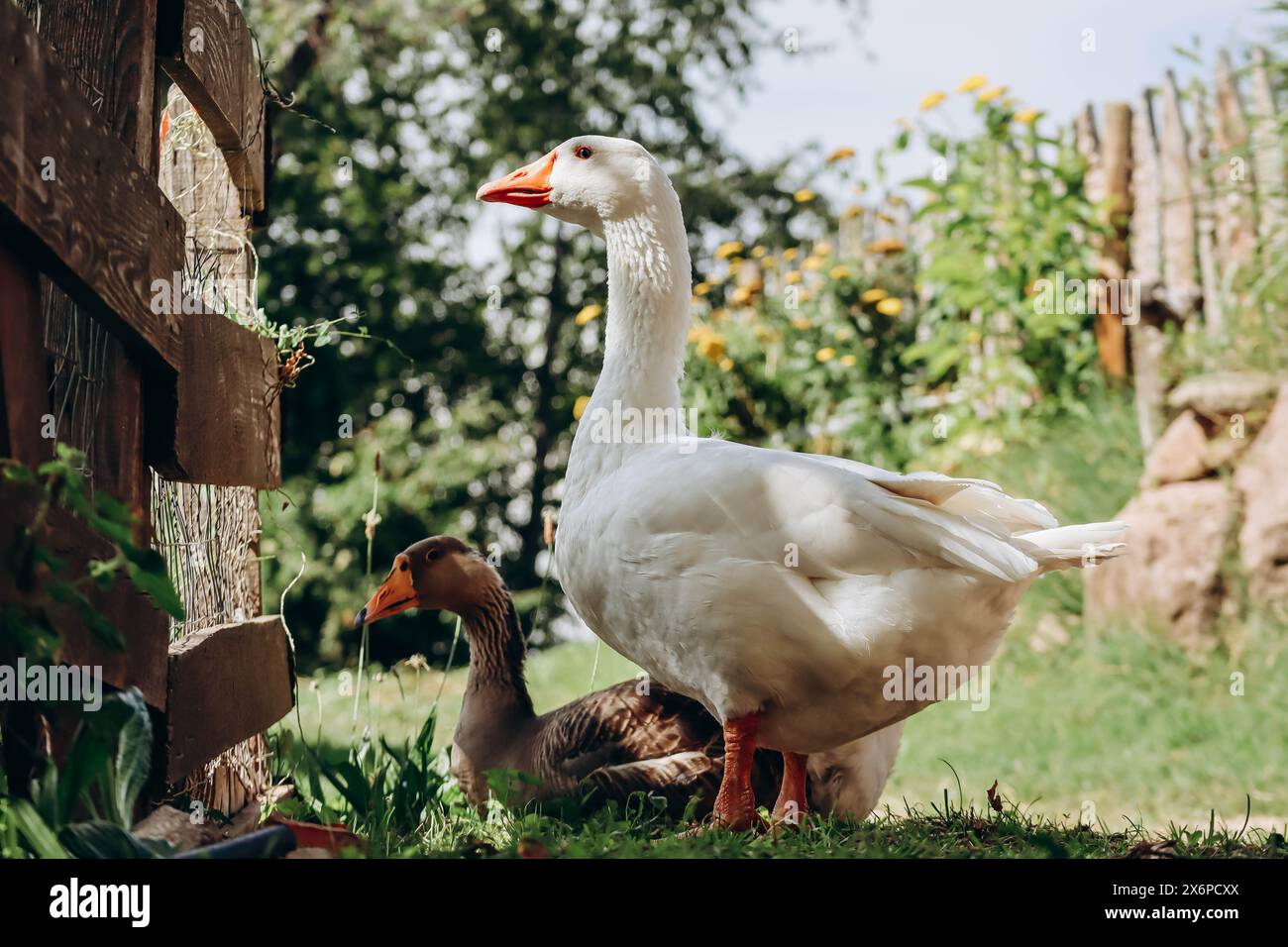 Geese on a farm in northern Italy Stock Photo - Alamy