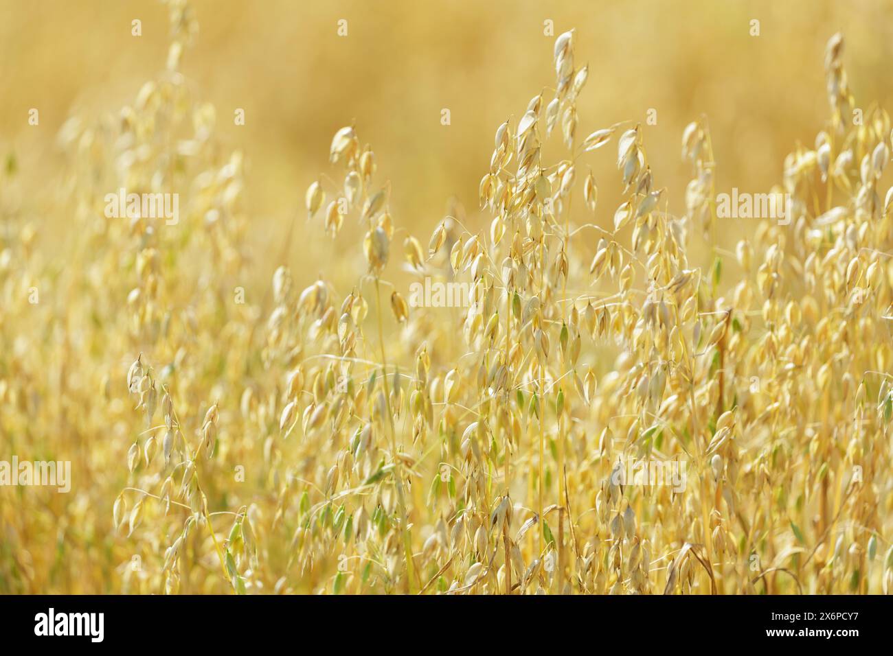 Field ripening oats close hi-res stock photography and images - Alamy