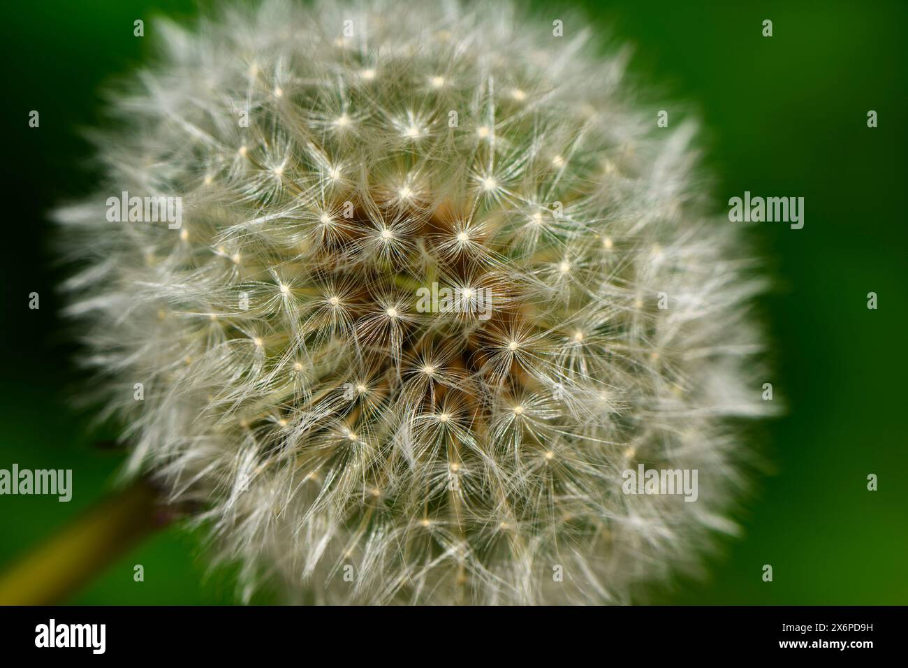 Dandelion 'clock' seed head close-up (pretty silvery white soft ...
