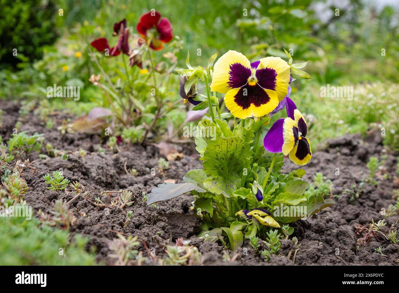 Close-up a viola growing on the flower bed. Selective focus on the ...