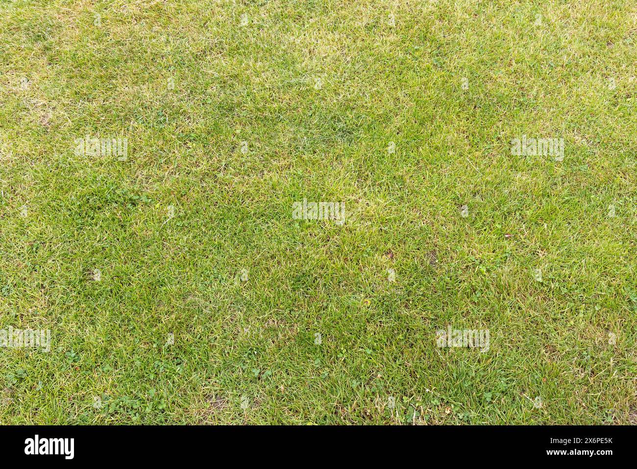 Top view of green grass on a lawn Stock Photo - Alamy