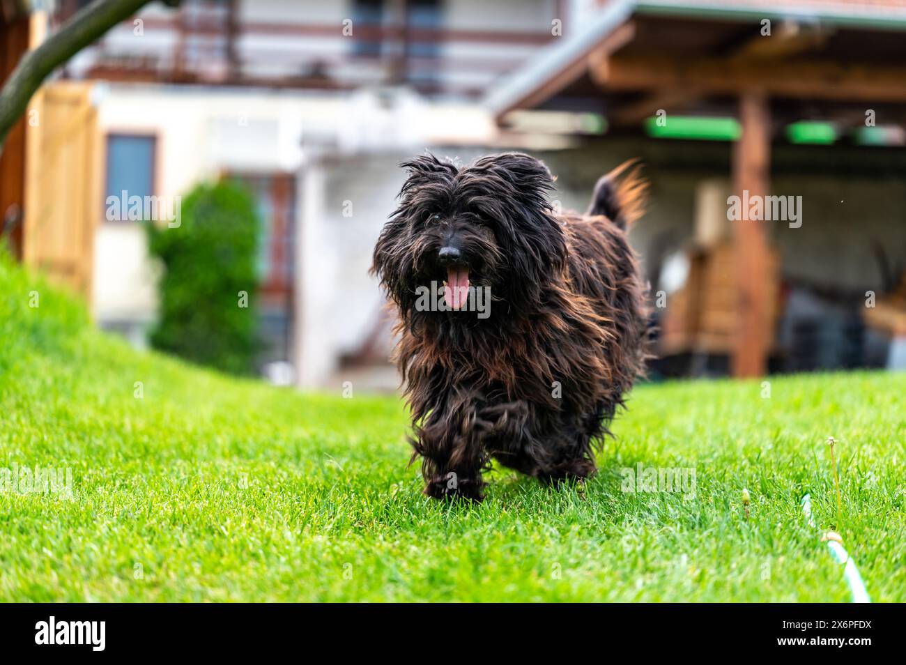 Black crossbreed dog on the grass hi-res stock photography and images ...