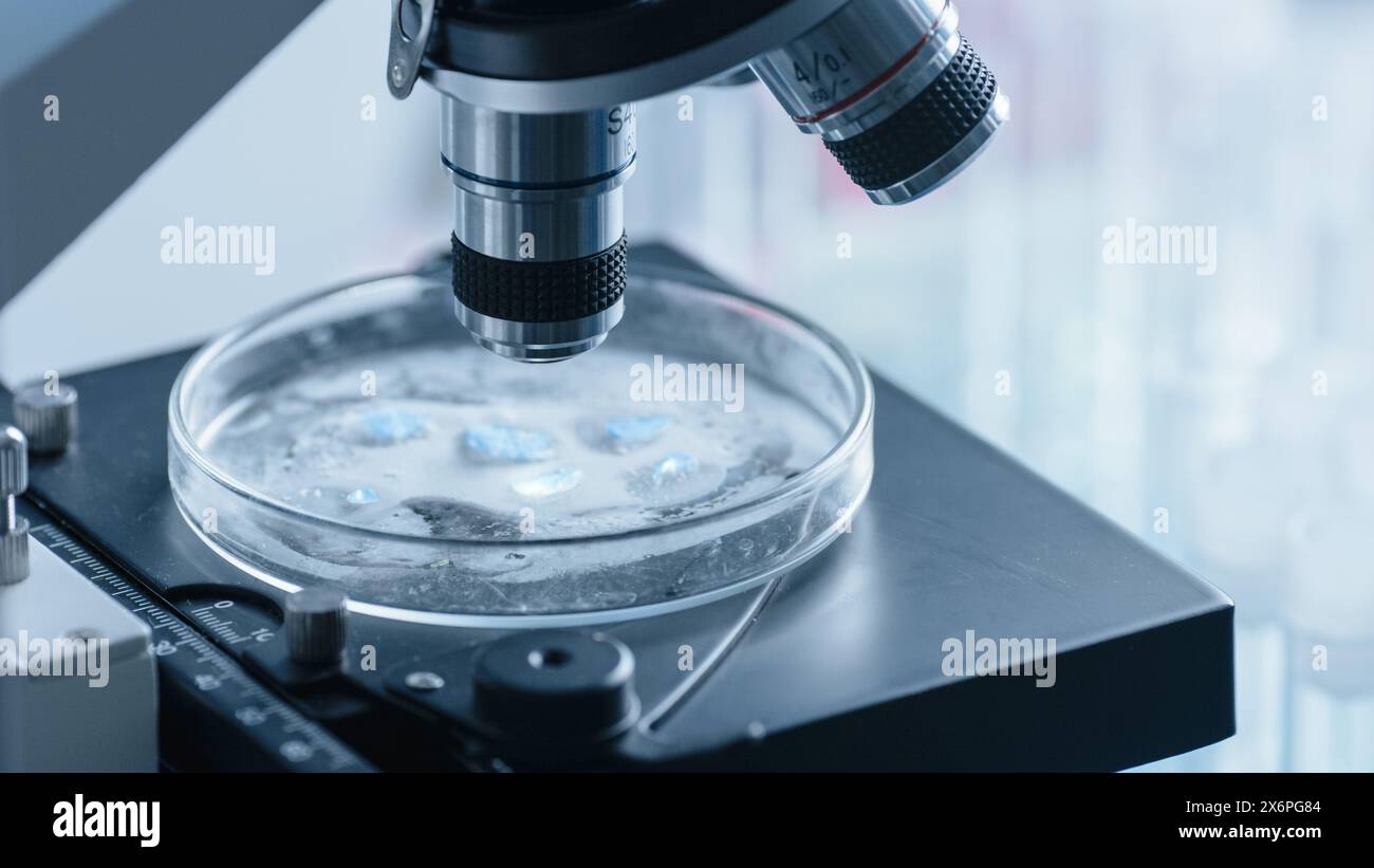 Close Up Shot of a Petri Dish with Genetically Modified Samples Under a ...