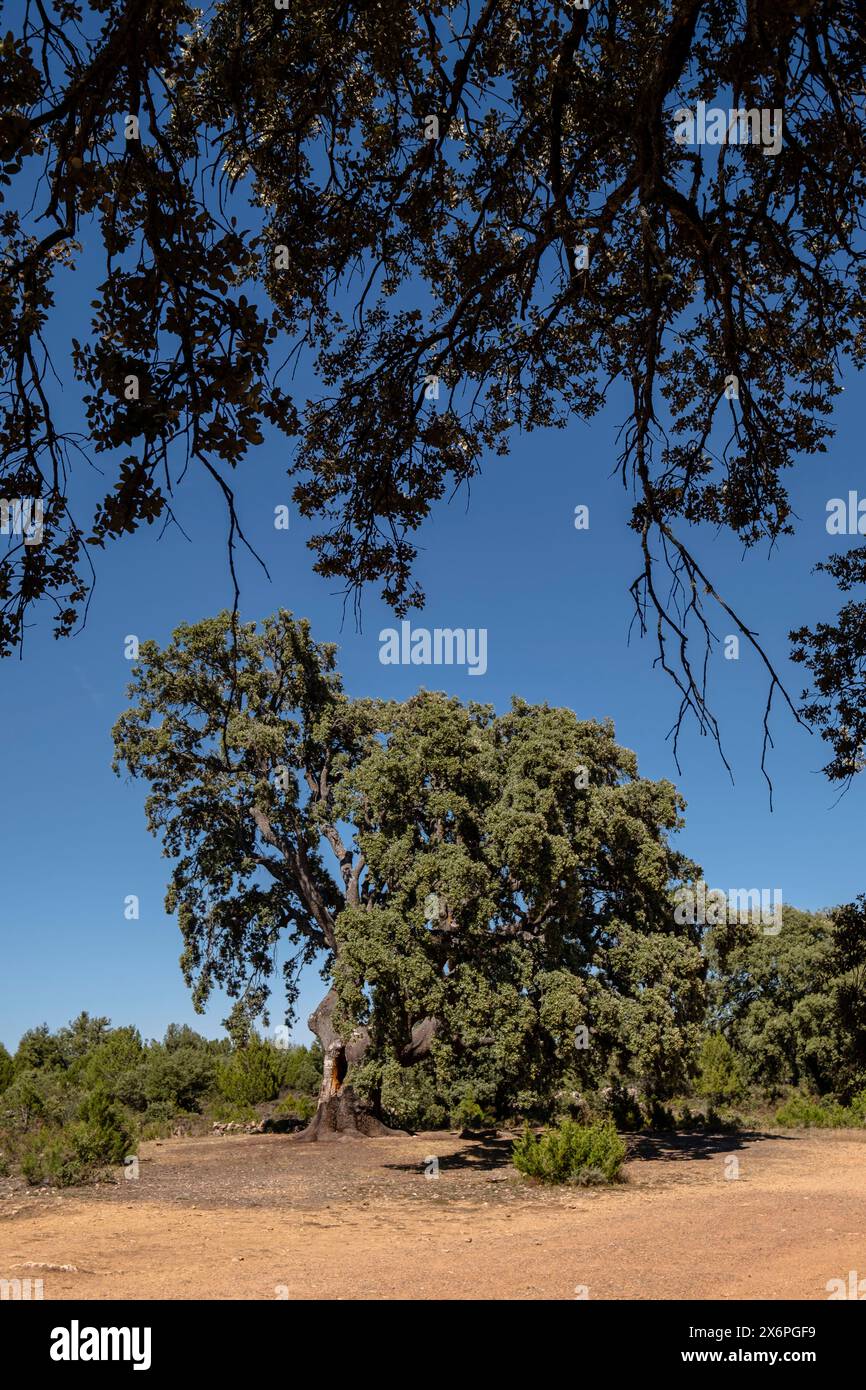Valderromán Carrasca, Quercus ilex, Soria, autonomous community of ...