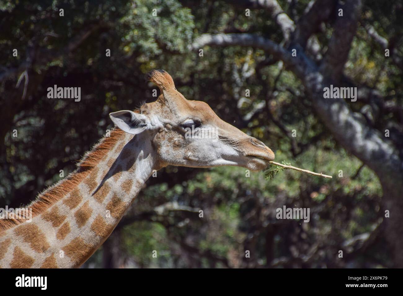Zimbabwe, 3rd May 2024. A giraffe in a nature reserve in Zimbabwe ...