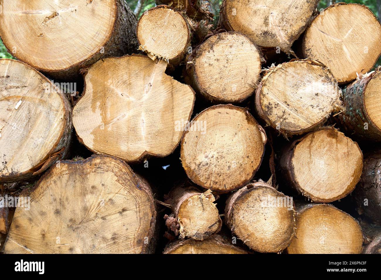 Tyrol, Italy - 11 May 2024: Firewood logs stacked in the forest ...