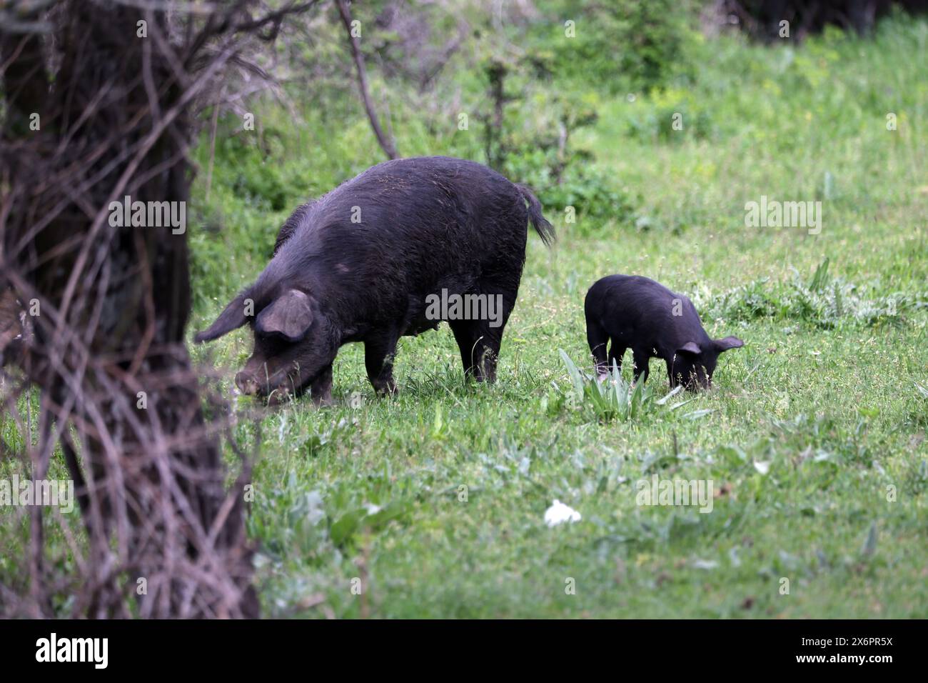 INDIGENOUS GREEK BLACK PIG Stock Photo - Alamy