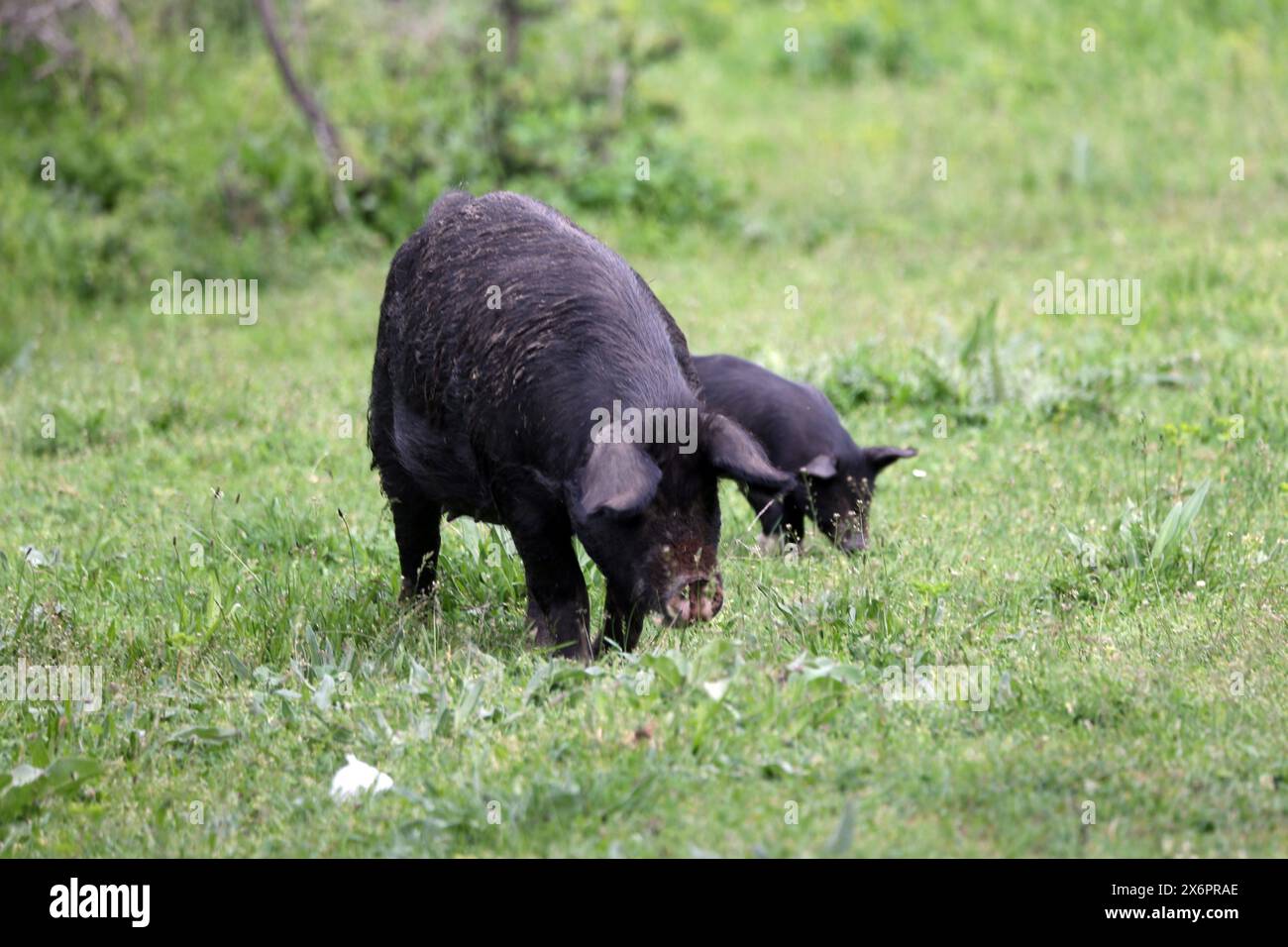 INDIGENOUS GREEK BLACK PIG Stock Photo - Alamy