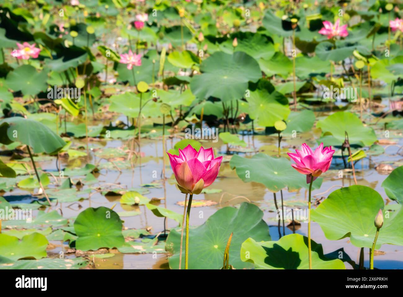 Lotus flower field in Asia Stock Photo - Alamy