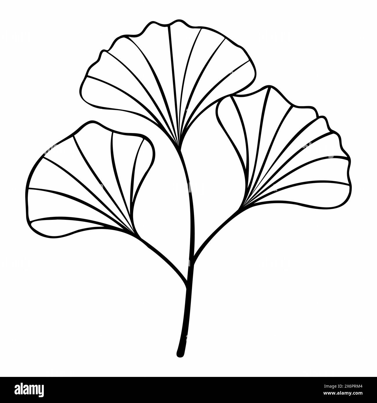 Ginkgo biloba branch with leaves hand drawn contour line. Minimalist ...