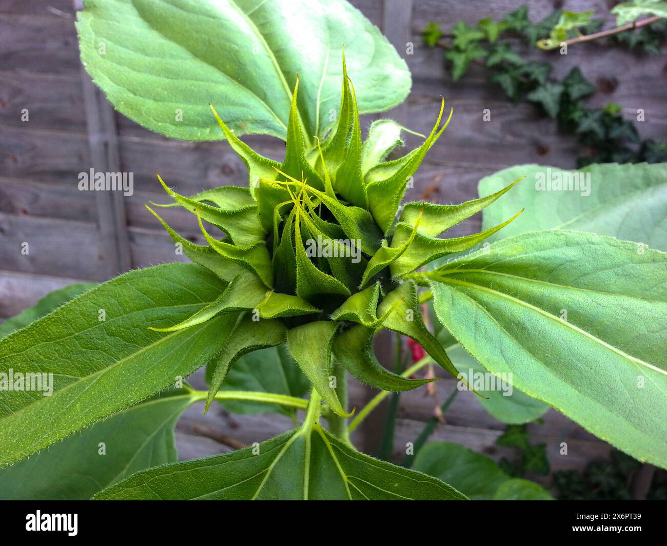 Sunflower bud in summertime Stock Photo - Alamy