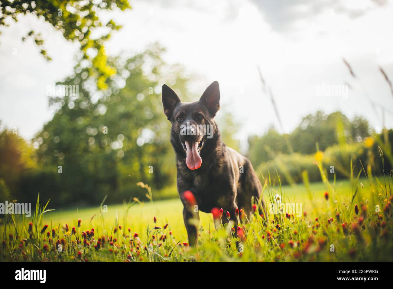 Working line German Shepherd Dog (Alsatian Stock Photo - Alamy