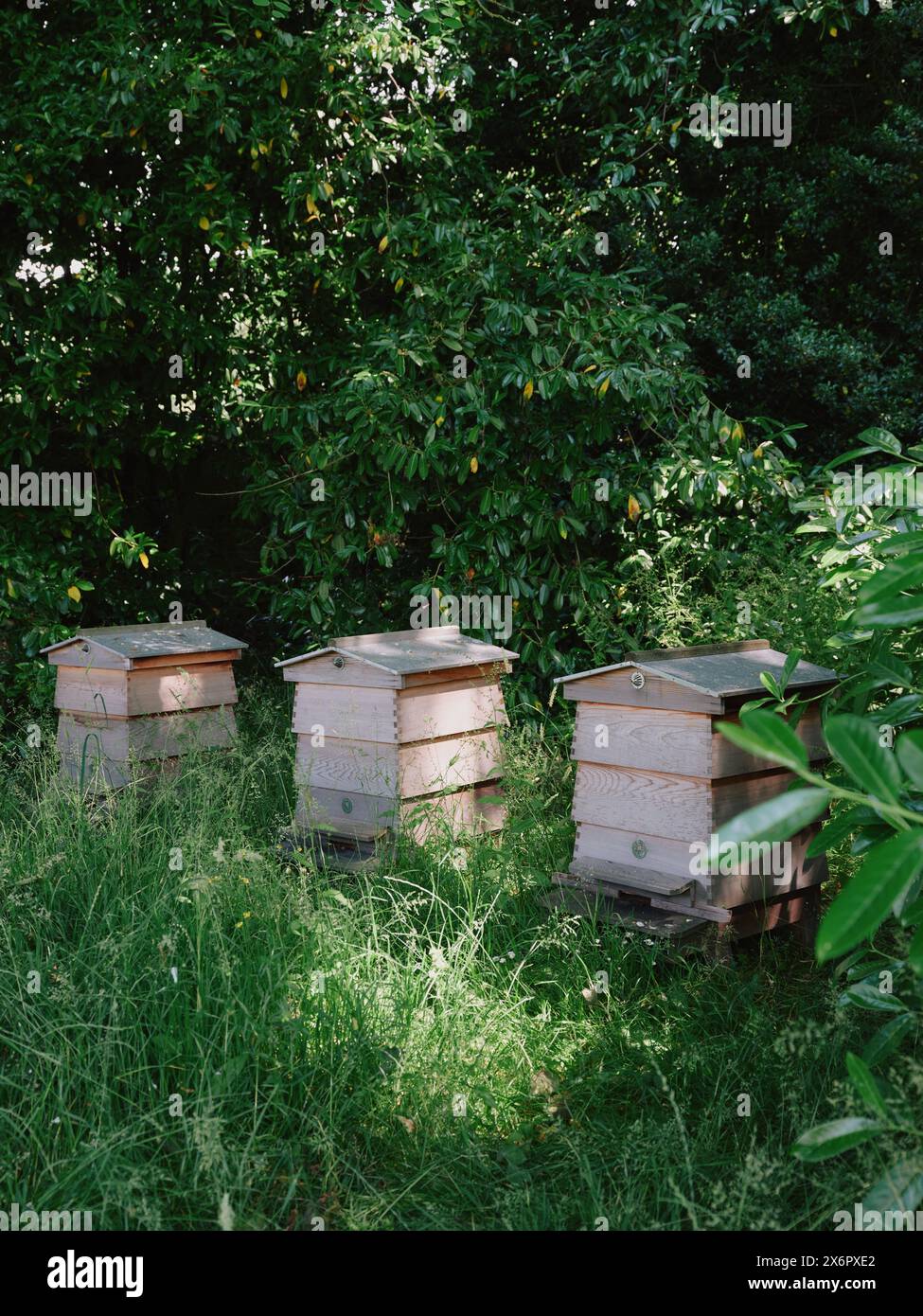 Garden beehives in a green setting Stock Photo - Alamy