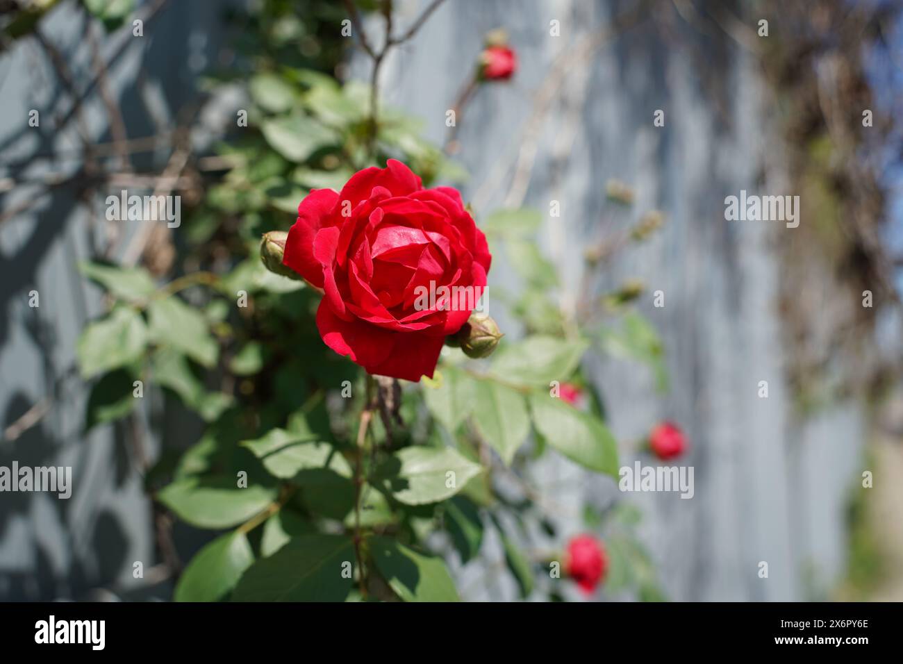 Red rose with grey color background hi-res stock photography and images ...