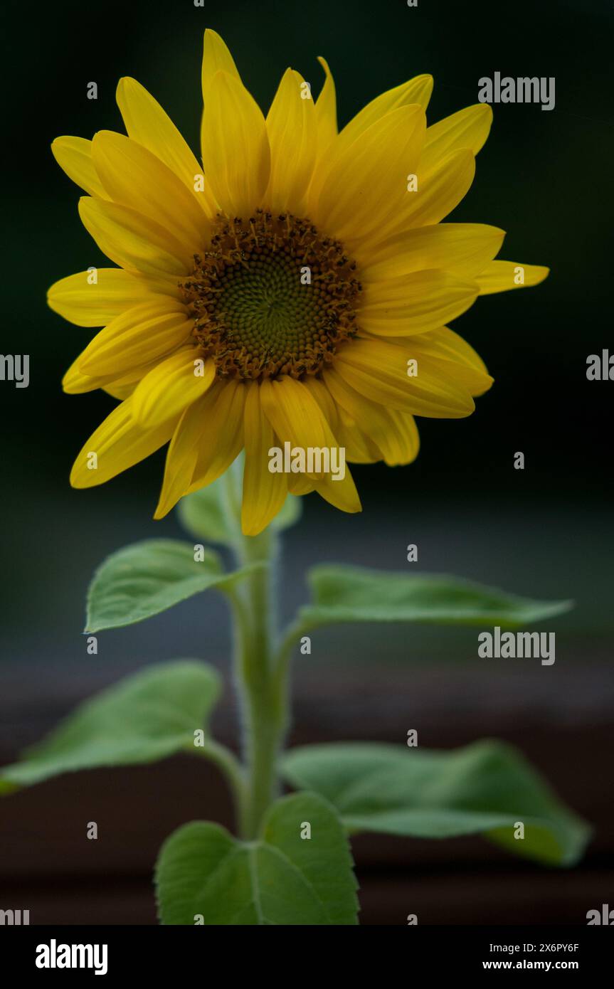 Sunflower blooming in shallow hi-res stock photography and images - Alamy