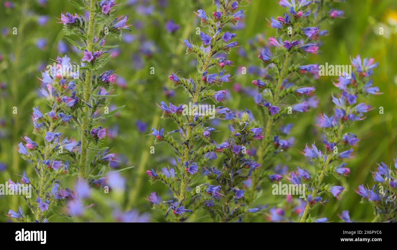 Common vipers bugloss echium vulgare flowering plant hi-res stock ...