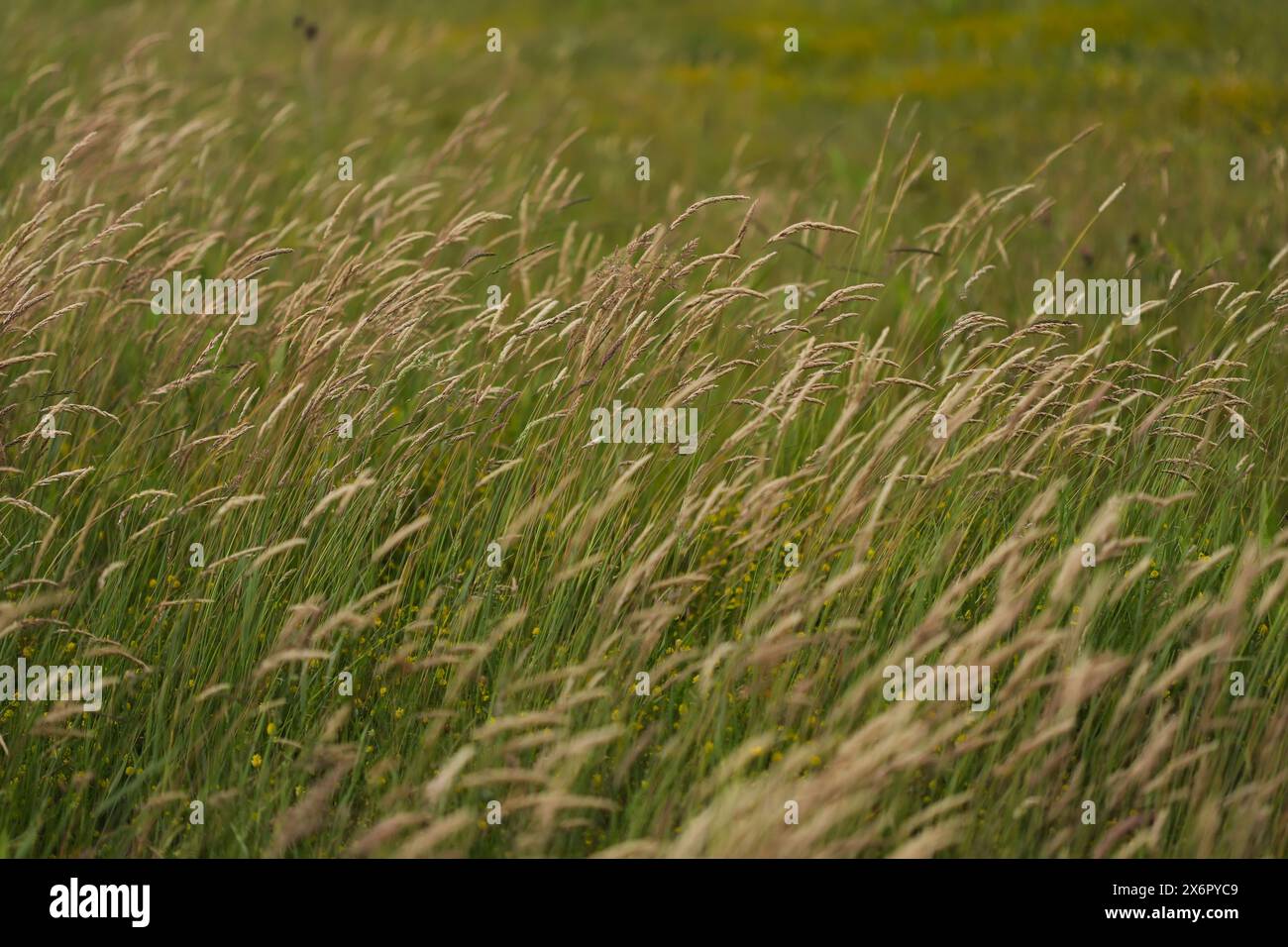 Yorkshire fog grass in the wind Stock Photo - Alamy
