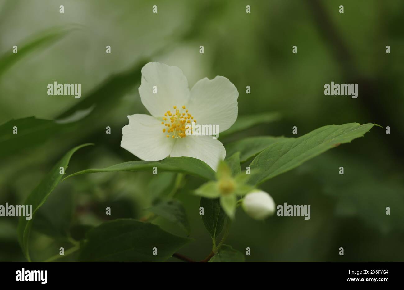 Philadelphus inodorus hi-res stock photography and images - Alamy