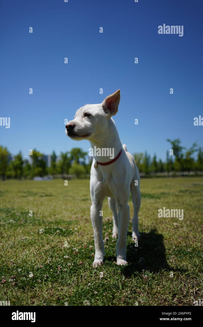 Collar stands hi-res stock photography and images - Alamy