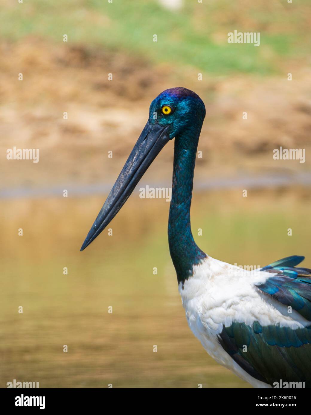 Female Black-necked Stork bird close-up portrait shot, Beautiful safari ...