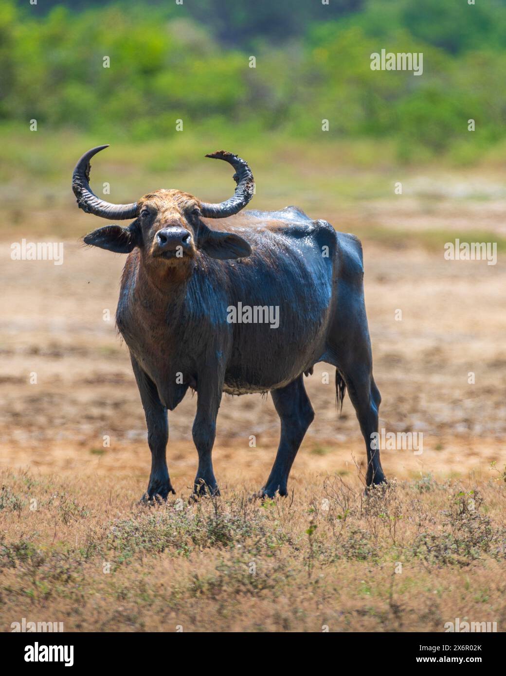 Sri Lankan Wild Water Buffalo (Bubalus bubalis) also called Asian ...