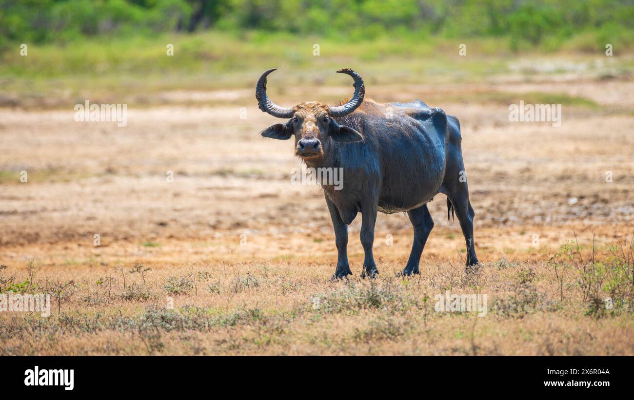 Wild water buffalo (Bubalus bubalis) also called Asian buffalo or ...