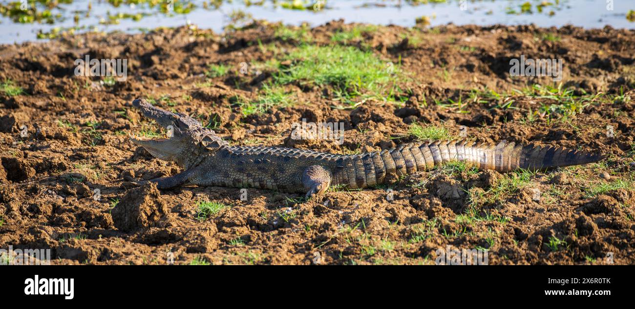 Mugger crocodile mouth gaping on a muddy water edge at Yala National ...