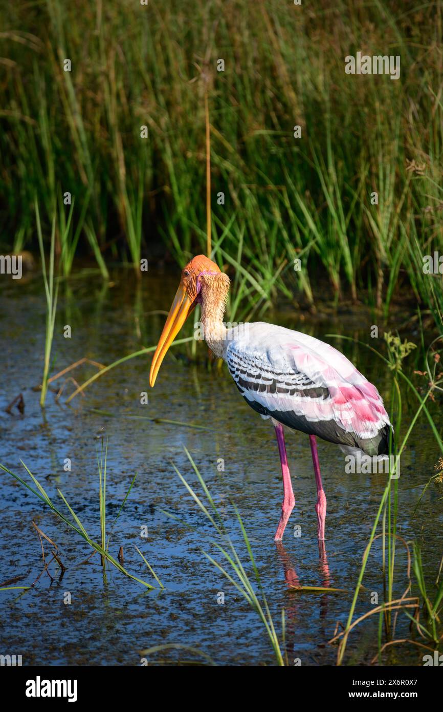 Painted stork wading in the marsh at Yala National Park Stock Photo - Alamy