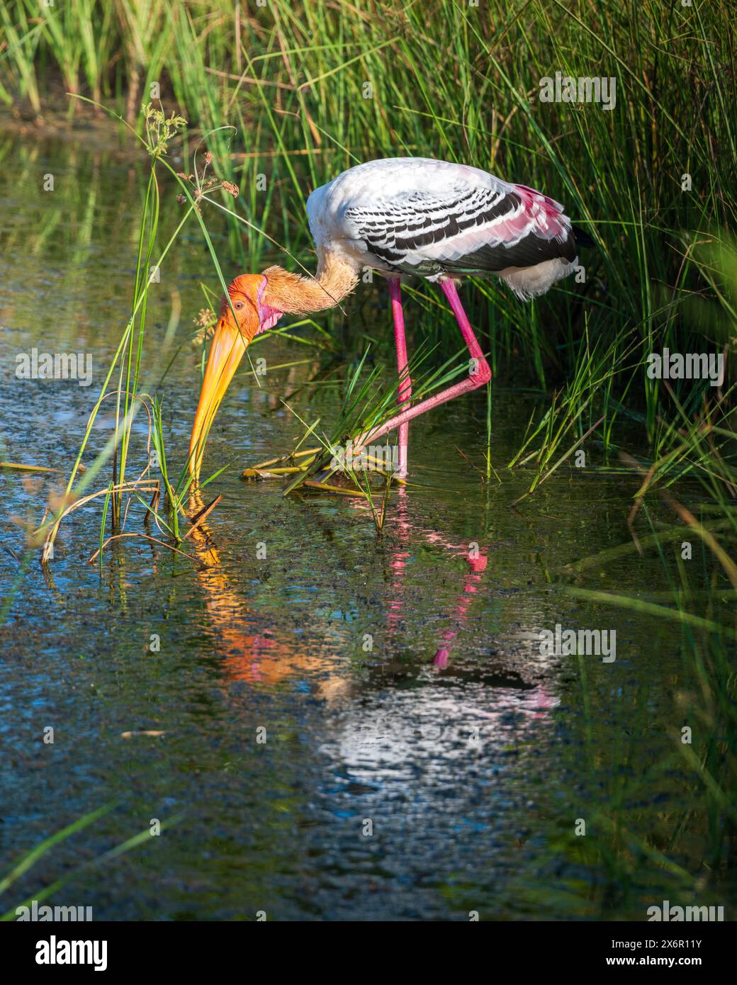 Painted stork fishing at the marsh at Yala National Park Stock Photo ...
