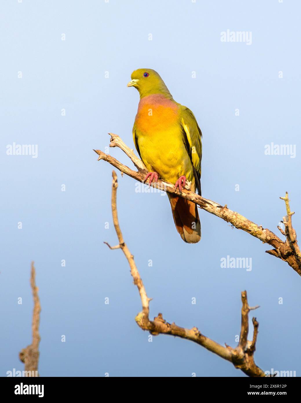 Orange-breasted Green Pigeon (Treron bicinctus) perch against a clear ...