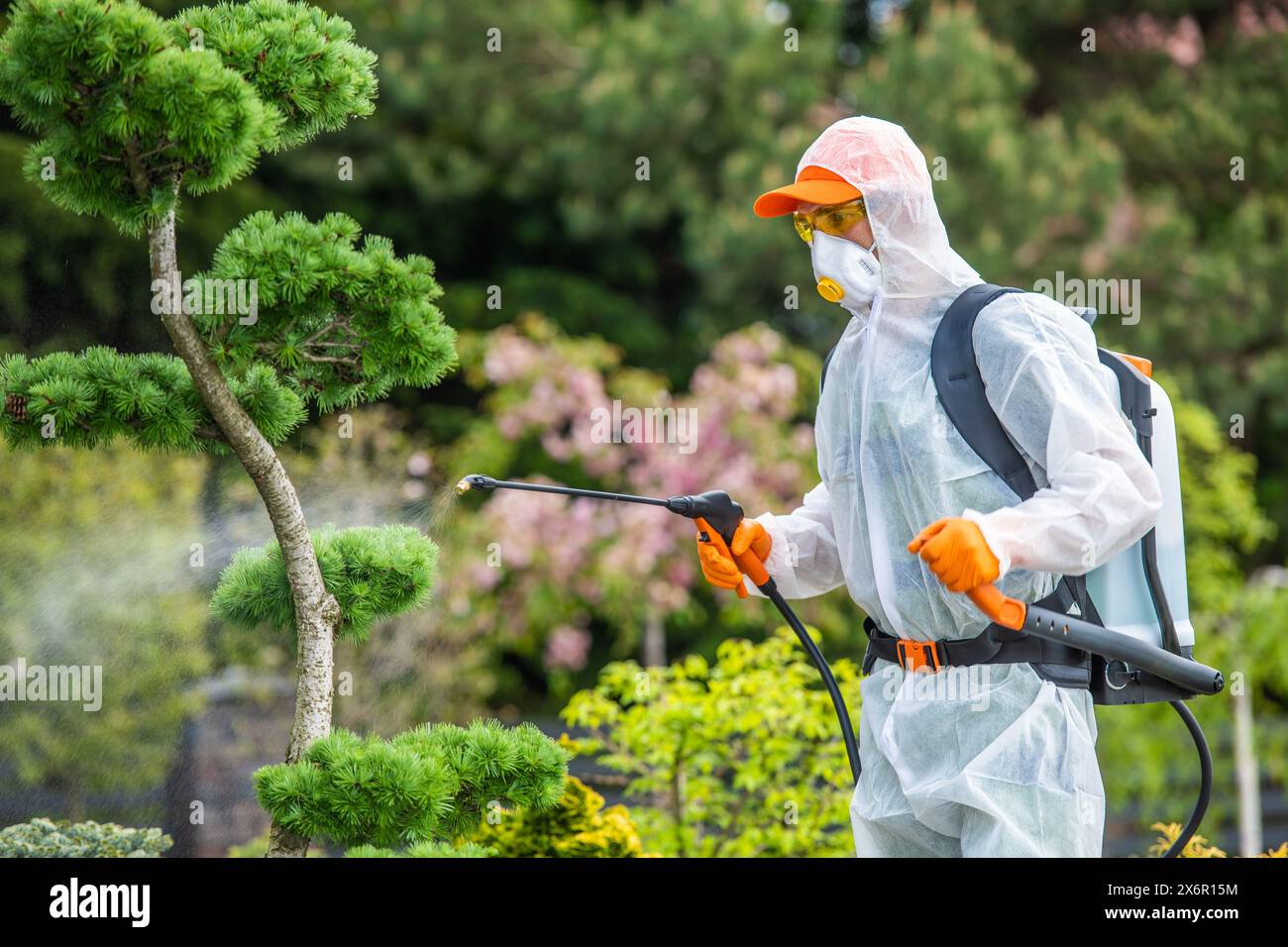 Gardener in a protective suit spraying a tree with a sprayer Stock ...